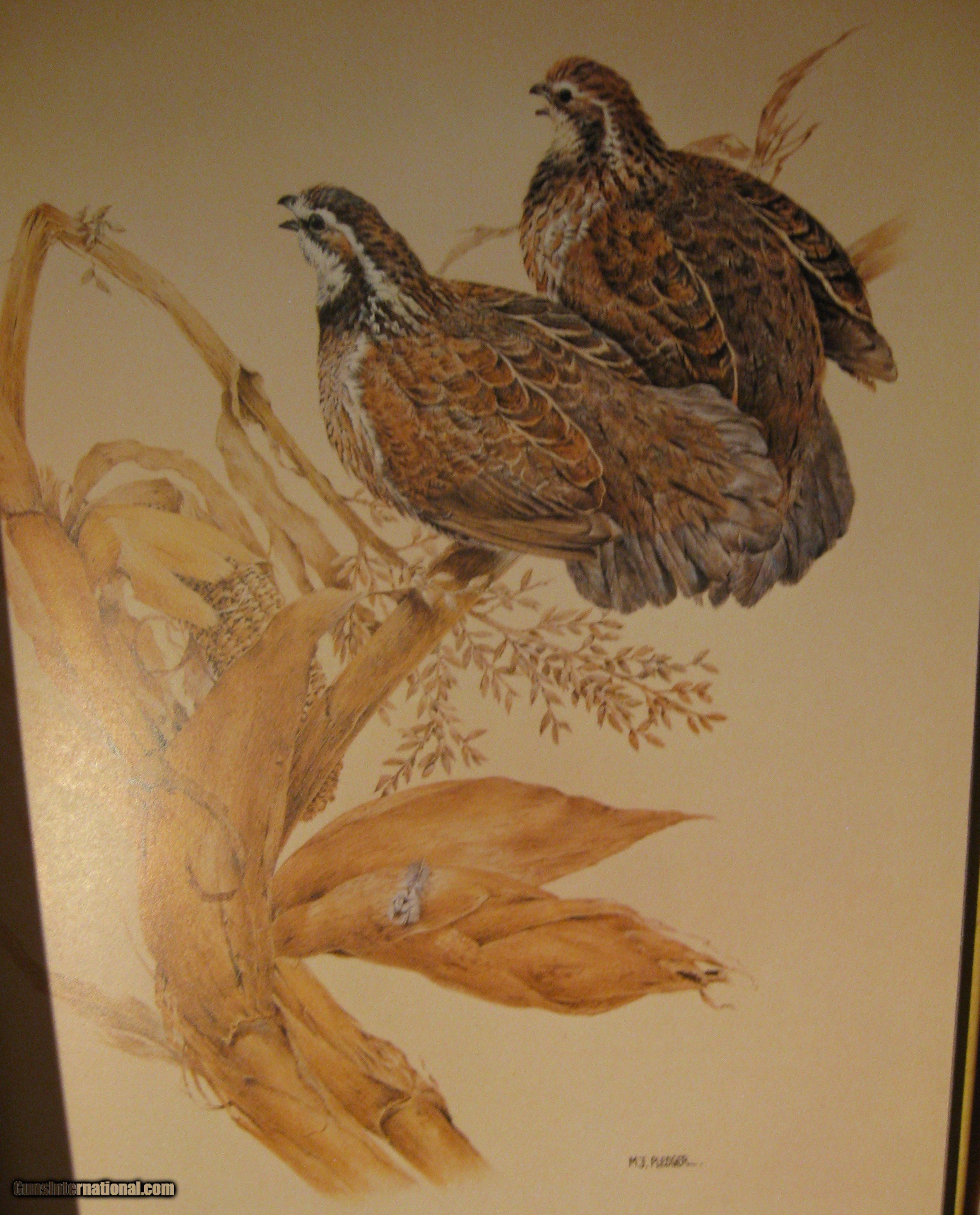 GAME BIRDS ILLUSTRATED BY MAURICE PLEDGER
