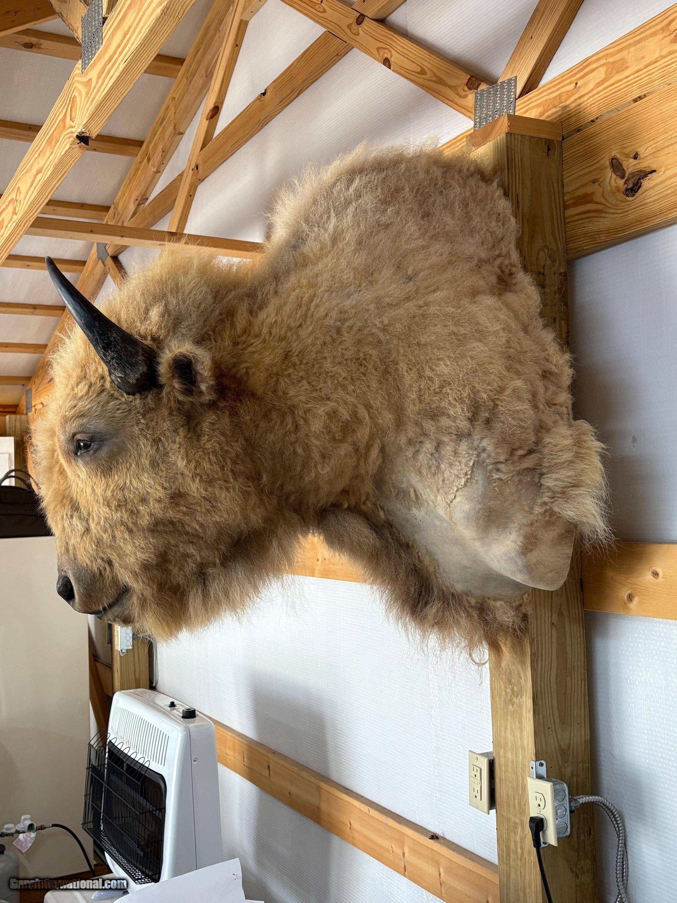 Real Buffalo / Bison Taxidermy Mount
