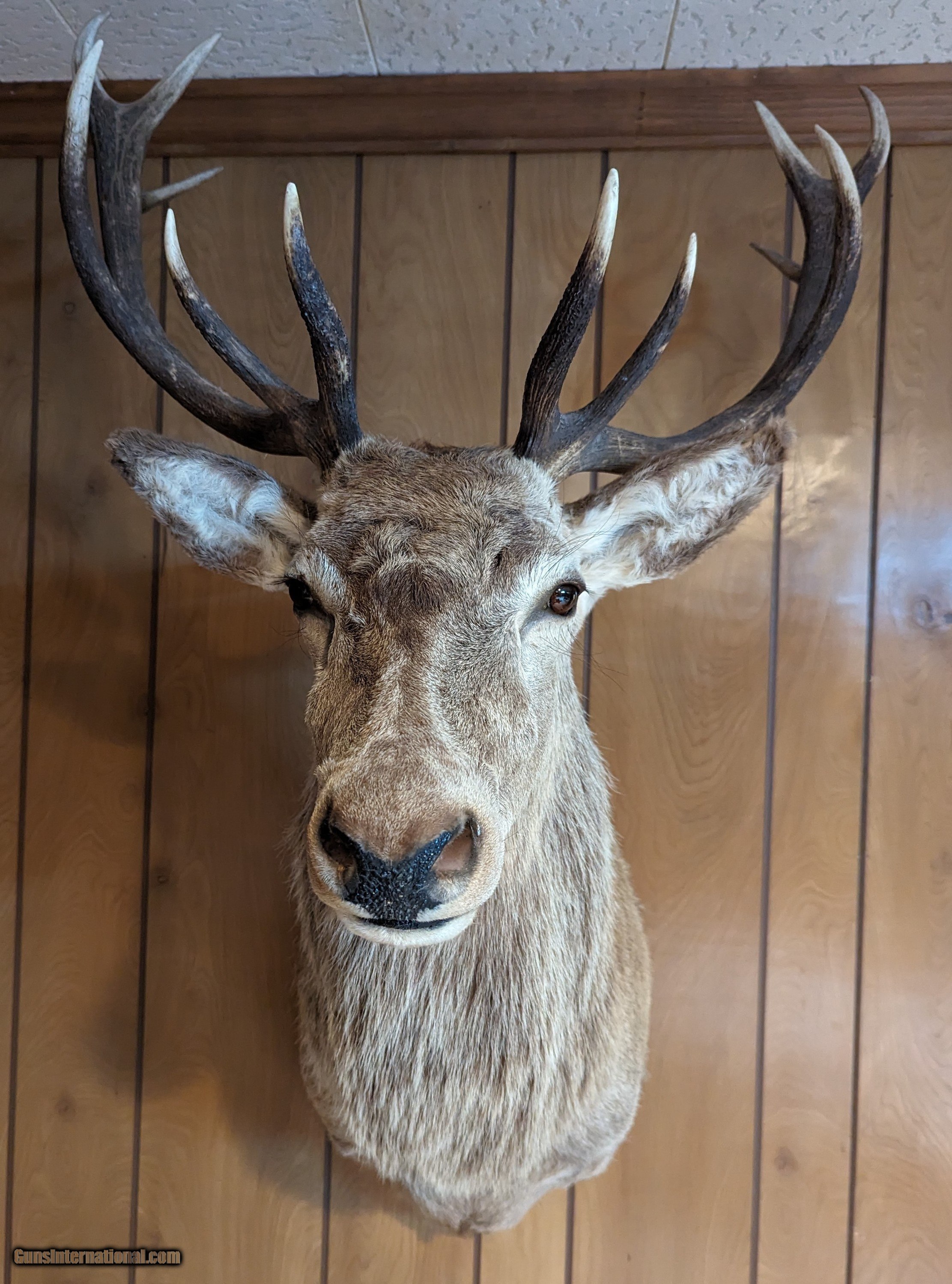 Scottish Red Deer (Stag) Shoulder Mount