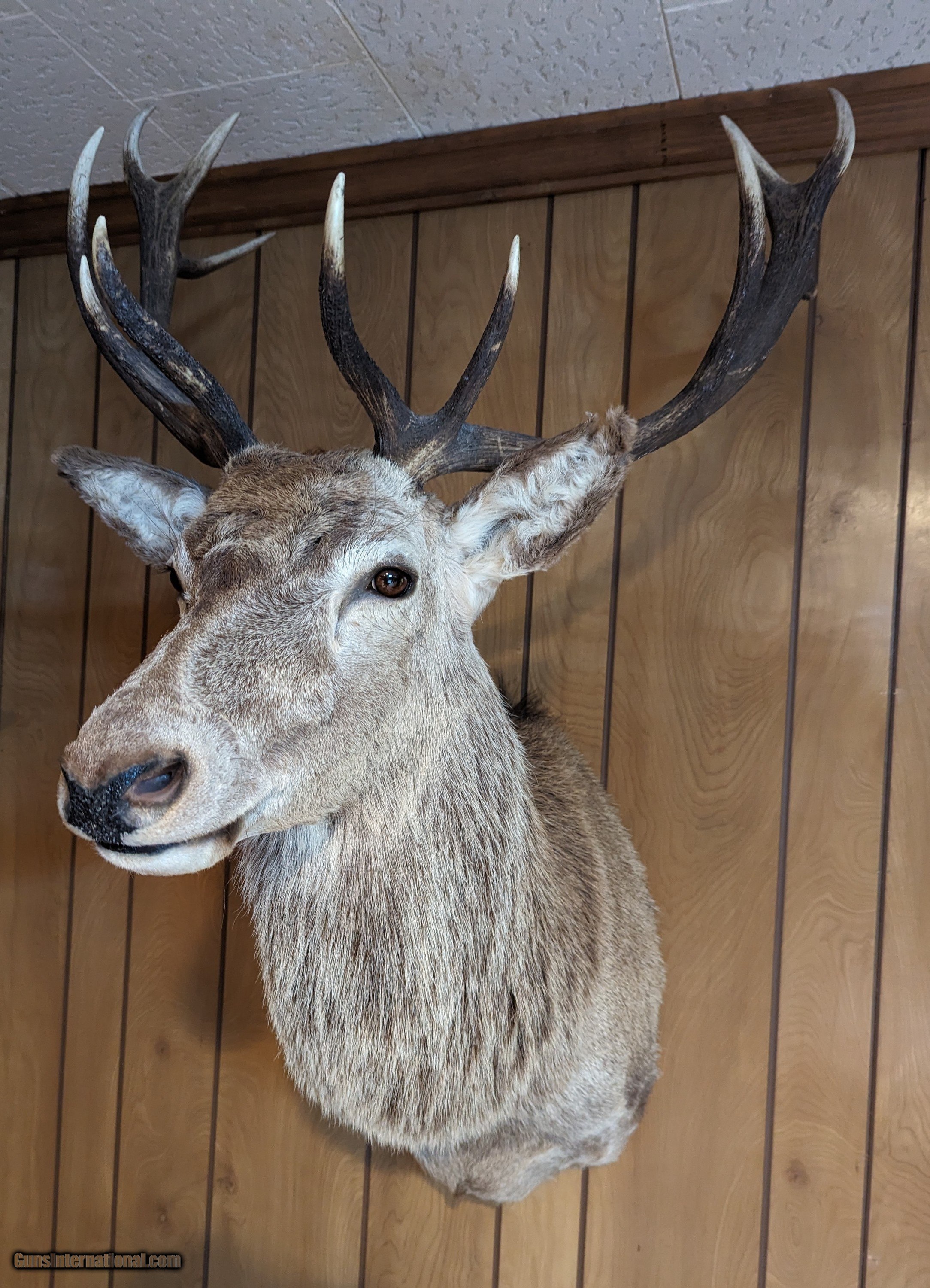 Scottish Red Deer (Stag) Shoulder Mount