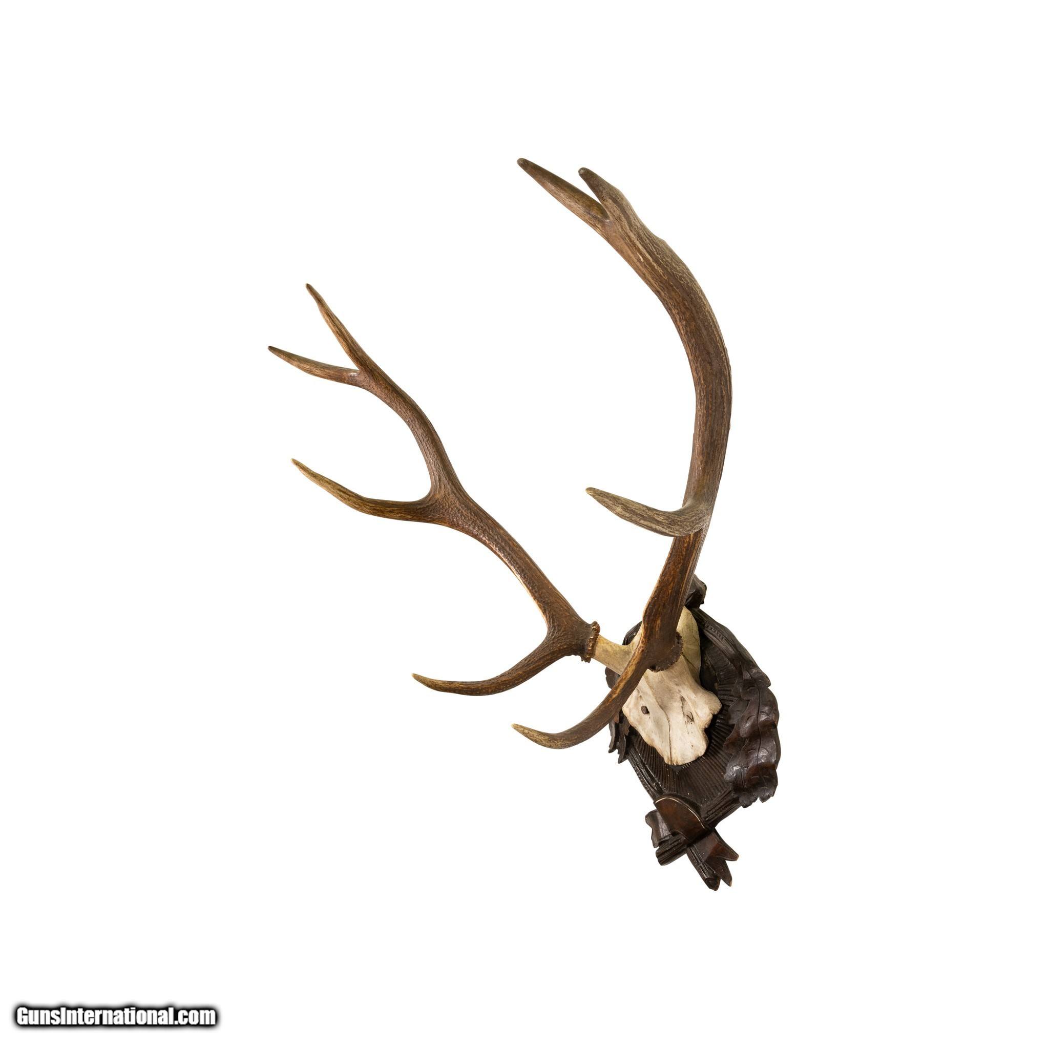 Red Stag Trophy Mount for sale