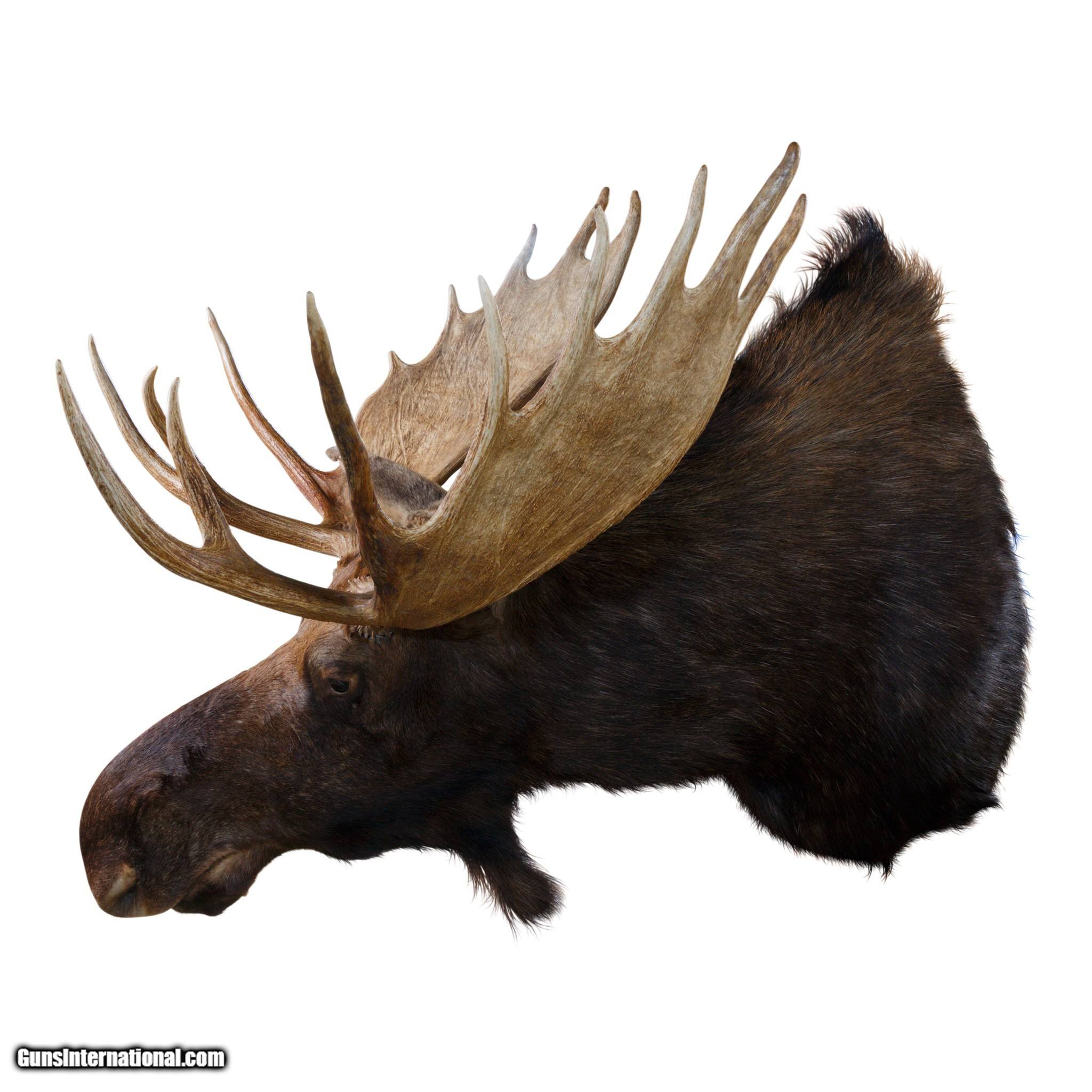 Shiras Moose Mount